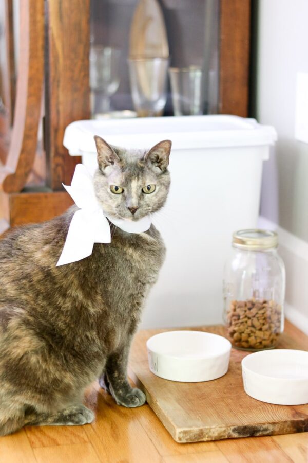 Simple Pet Bar Station Idea That Will Make Your Kitty Purr