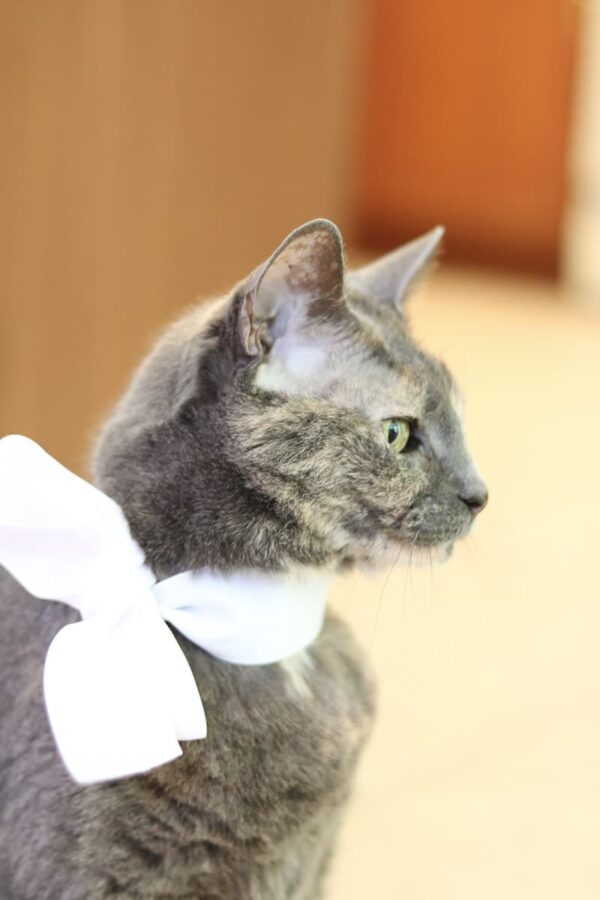 Simple Pet Bar Station Idea That Will Make Your Kitty Purr