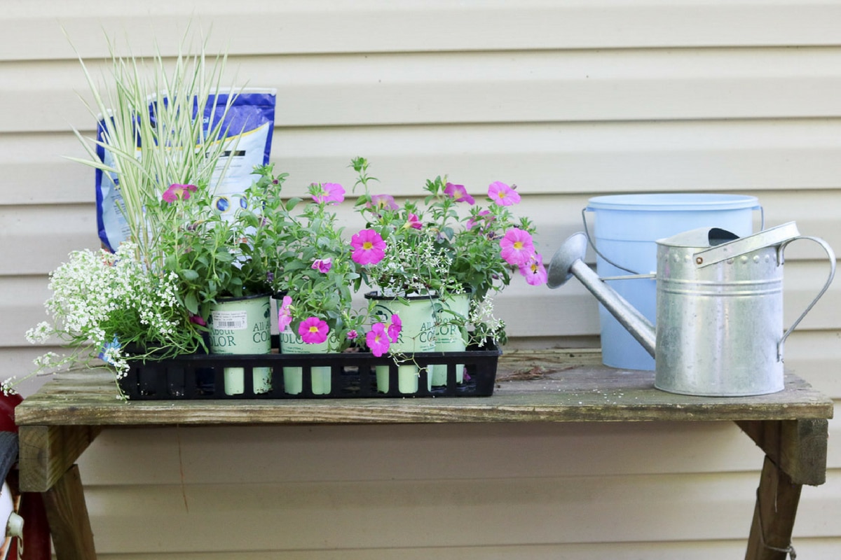 Best Container Flower Gardening for Beginners Guide