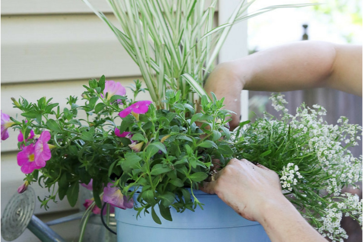 CONTAINER FLOWER GARDENING FOR BEGINNERS: PLANTING PLANTS