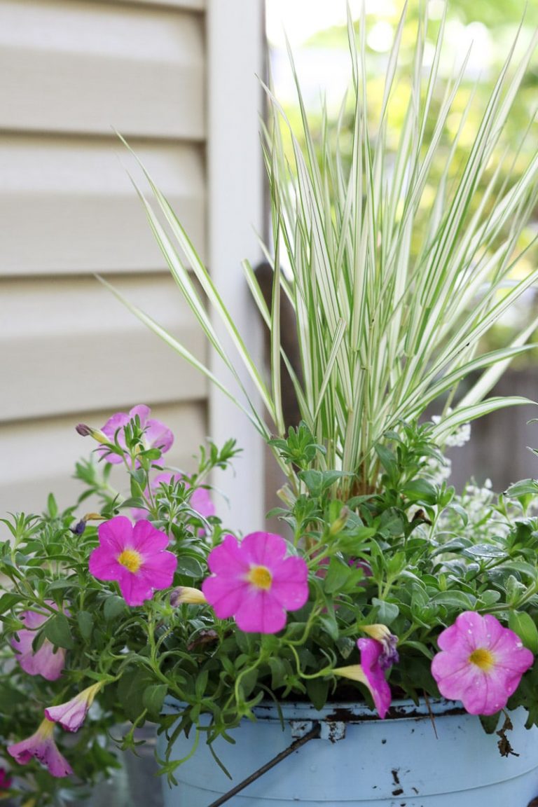 Best Container Flower Gardening for Beginners Guide