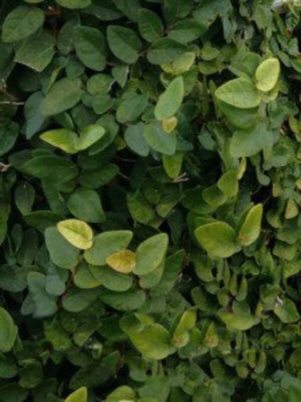 HOW TO MANICURE IVY ON YOUR HOME OR MAILBOX