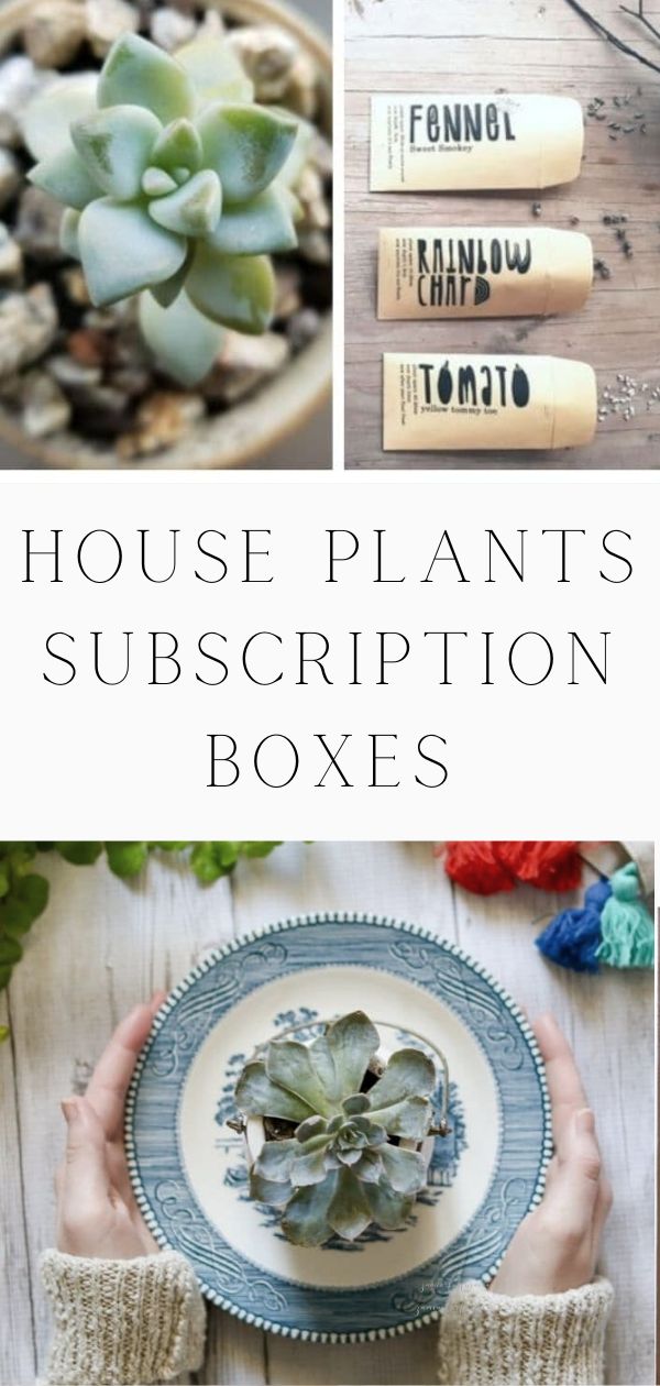 HOUSE PLANT SUBSCRIPTION BOX - LIFE ON SUMMERHILL