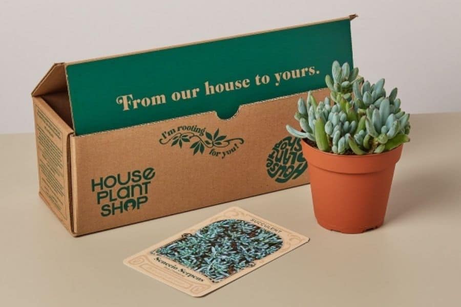 HOUSE PLANT SUBSCRIPTION BOX - LIFE ON SUMMERHILL
