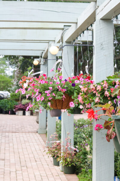 Beautiful Front Porch Flower Ideas to Enhance Your Curb Appeal